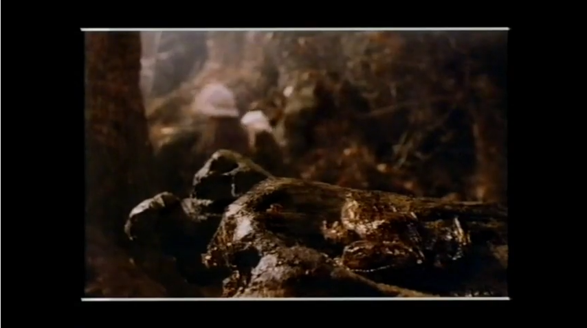 Video: Angela Carter and Neil Jordan Discuss The Company of Wolves ...